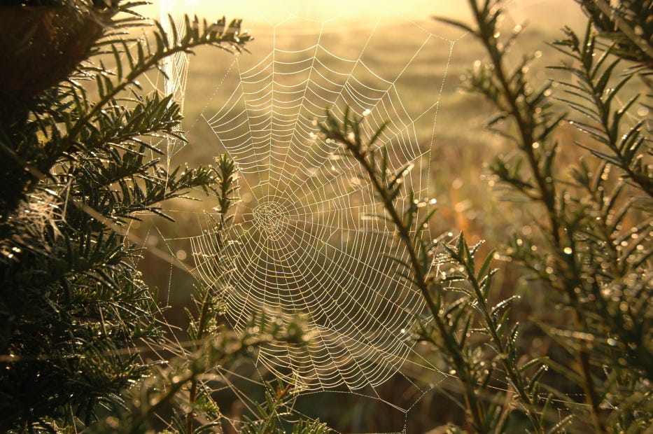 Interwoven | by Dan Lunde Jr. | The Poet Wizard | Medium