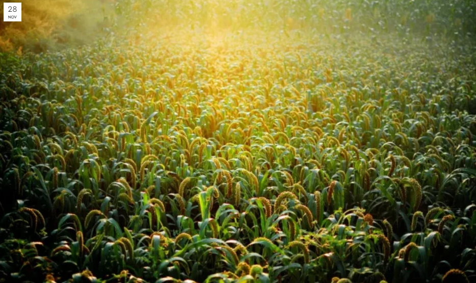 Going Green with Millets: The Sustainable Choice for a Healthier Planet ...