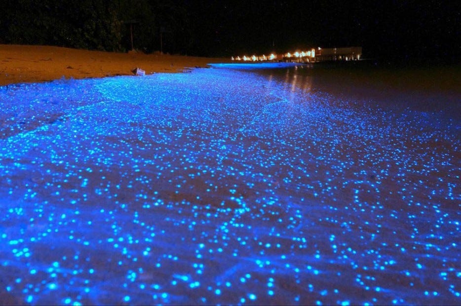 Killer Algae in Hong Kong Creates Stunning Blue Glow | by Carol Soriano ...