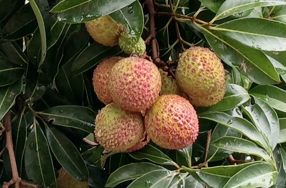 This lychee tree didn’t just bear fruit — it’s been nourishing my heart for years | by Jarupa ...