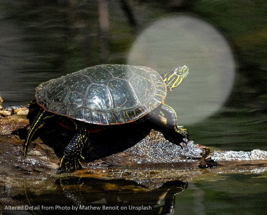 Natural Habits of Hope. Do Turtles Believe in the Future? | by Jonee ...