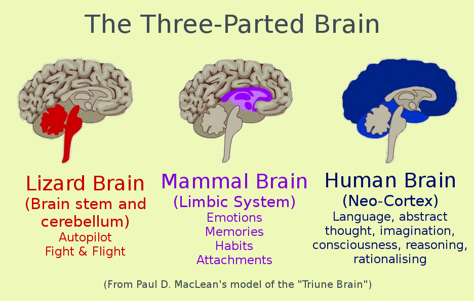 Neo Cortex And Limbic System