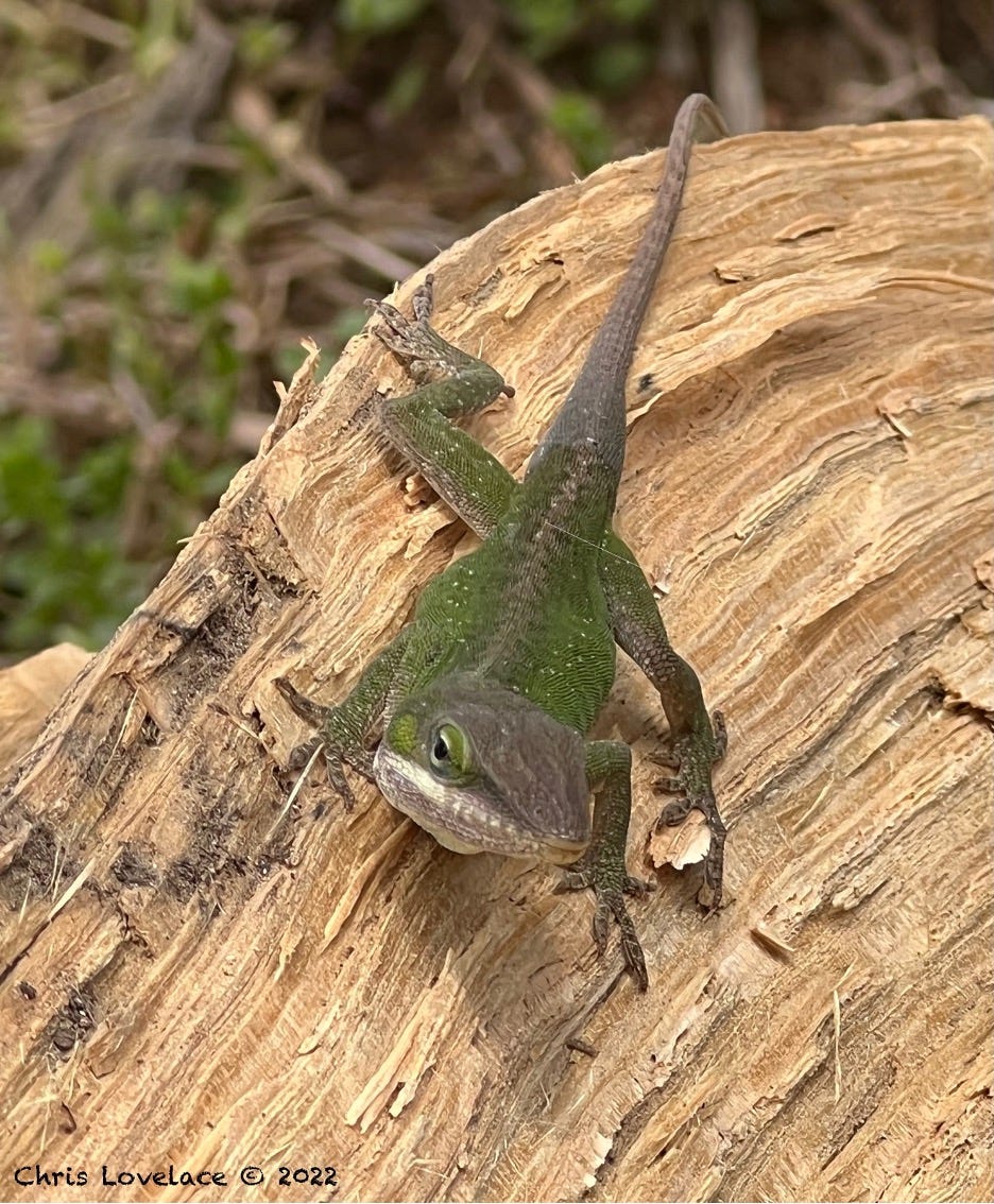 Anole Time and Place. Janis Joplin, with Big Brother and the… | by ...