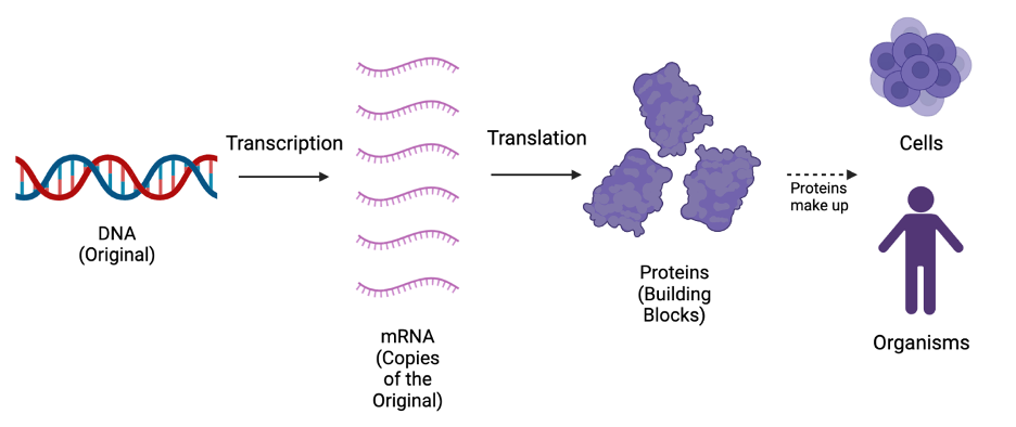 A Cancer Treatment Based on RNA May Prove Universal | by Matt Venezia ...