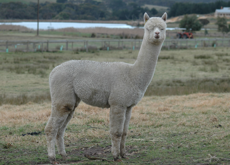 比較平價的”類”GPT模型：Alpaca-LoRA. 除了封閉的ChatGPT外，我們發現了一個開源的Alpace-LoRA，讓我們成 ...