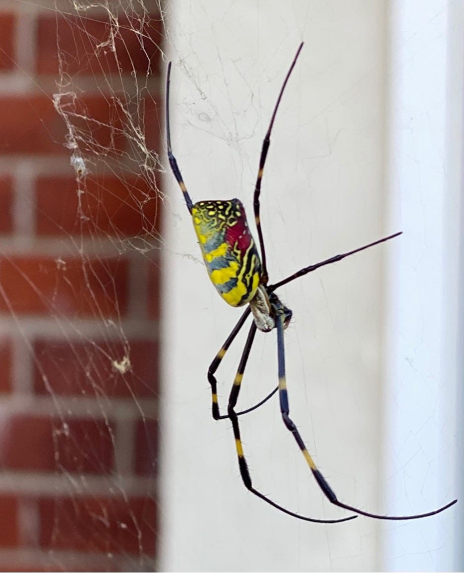 Now Georgia is Being Invaded by Aliens | by Christopher Lovelace ...