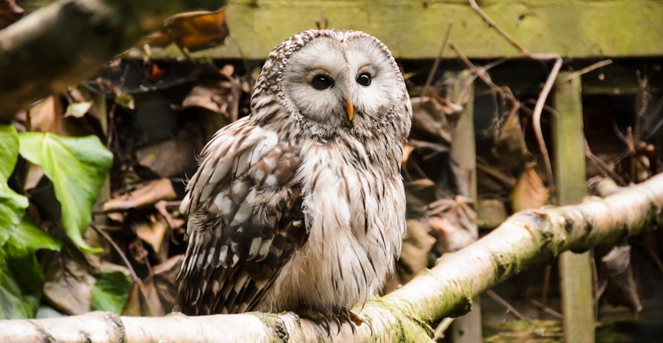 Owls: Nature’s Top Predator and Our Ally | by Daniel Karp | Student ...