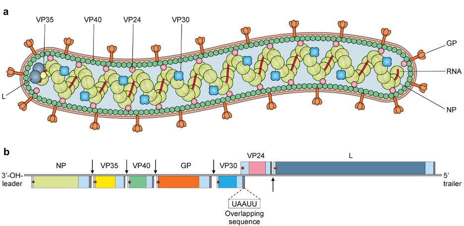 Marburg virus. ไวรัสมาร์เบิร์ก | by Sathit Panvilai | Medium
