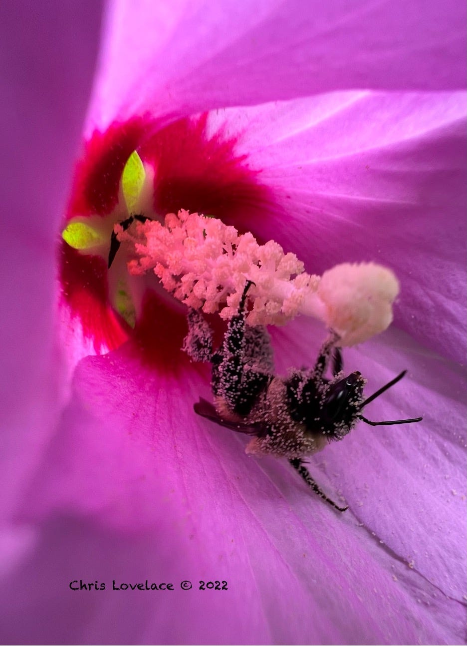 Purples, Greens and Yellows Oh My! | by Christopher Lovelace ...