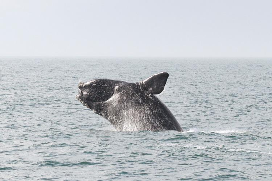 ‘Whoop’ says the whale: New machine learning method could improve ...