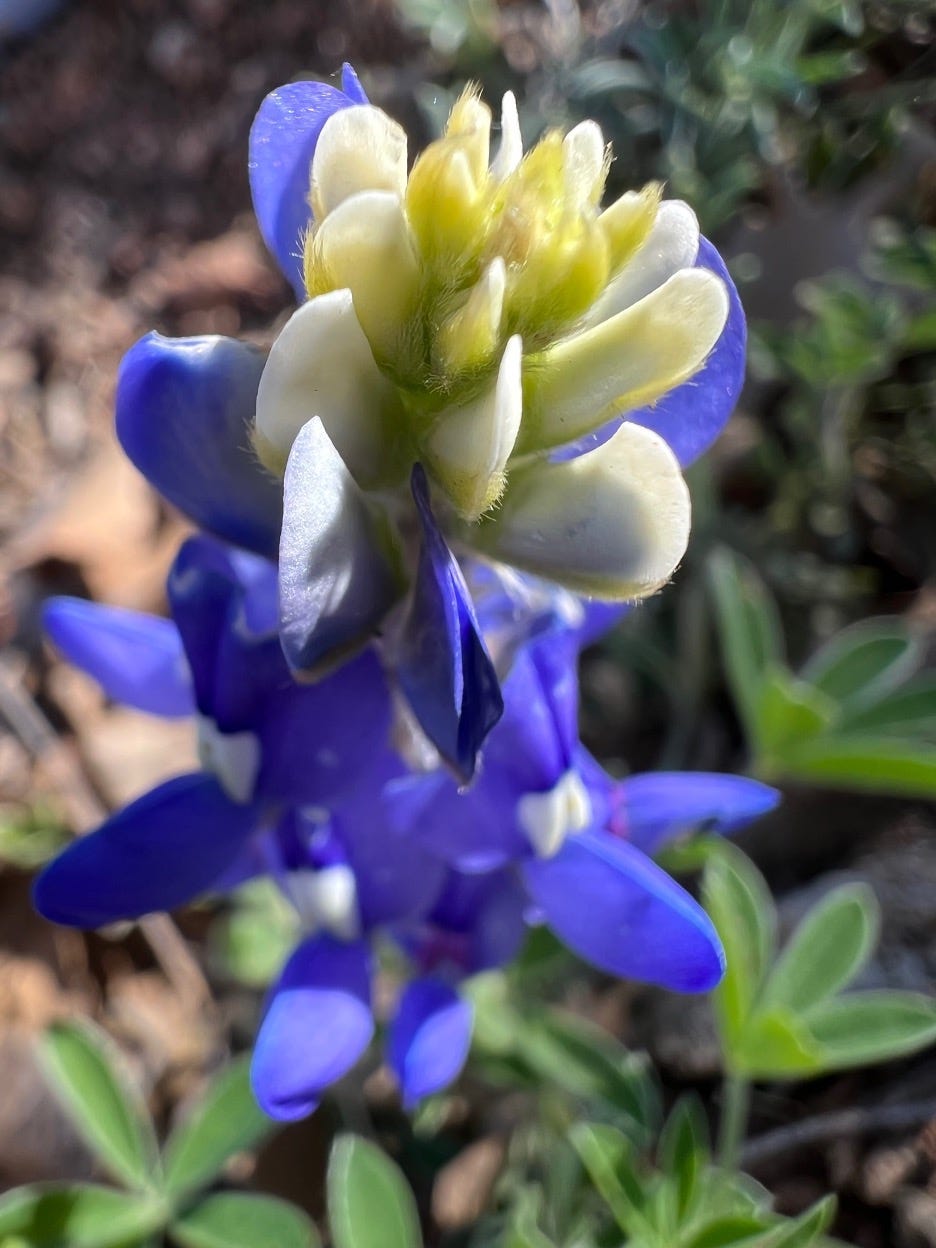 Texas Hill Country Once Again, In Color | by Christopher Lovelace ...