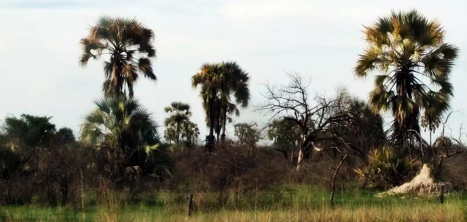 Lala palms set to benefit communities bordering Kruger National Park ...