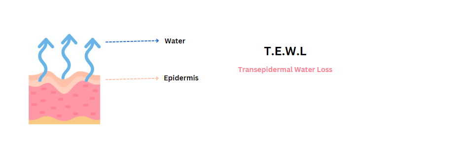 Understanding the TEWL: What is Transepidermal Water Loss | by Active ...