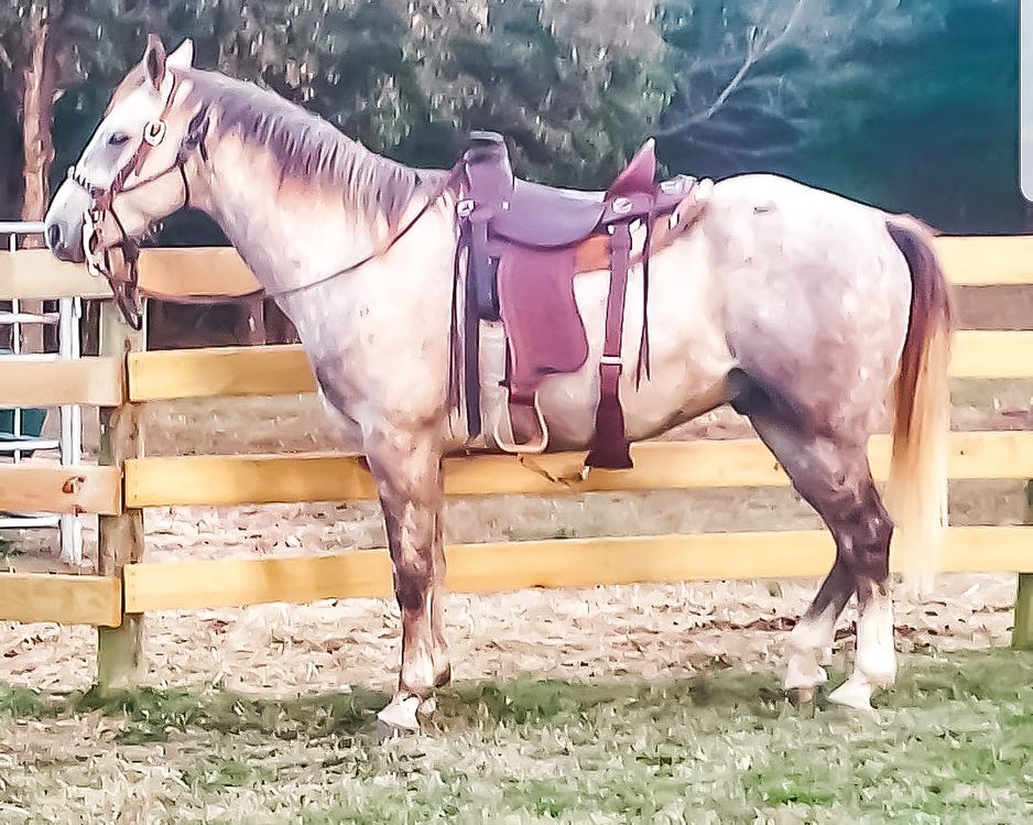SADDLING A HORSE. Before saddles were invented, humans… | by Josiah ...