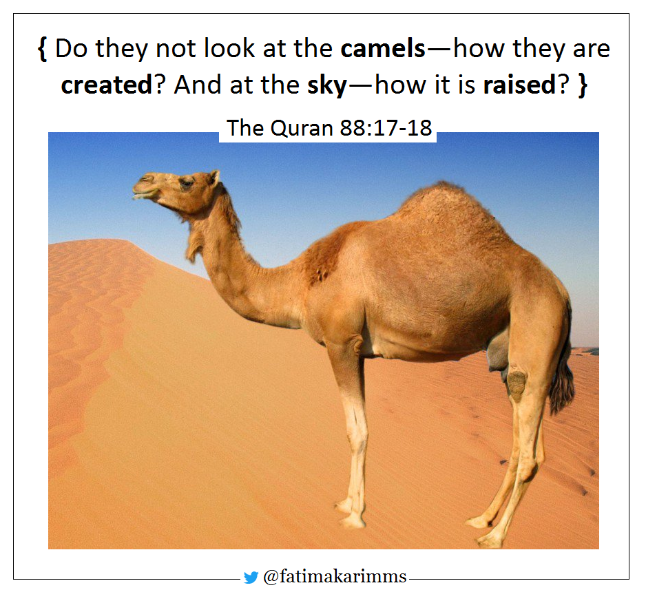 Miracles Of Allah On Animals