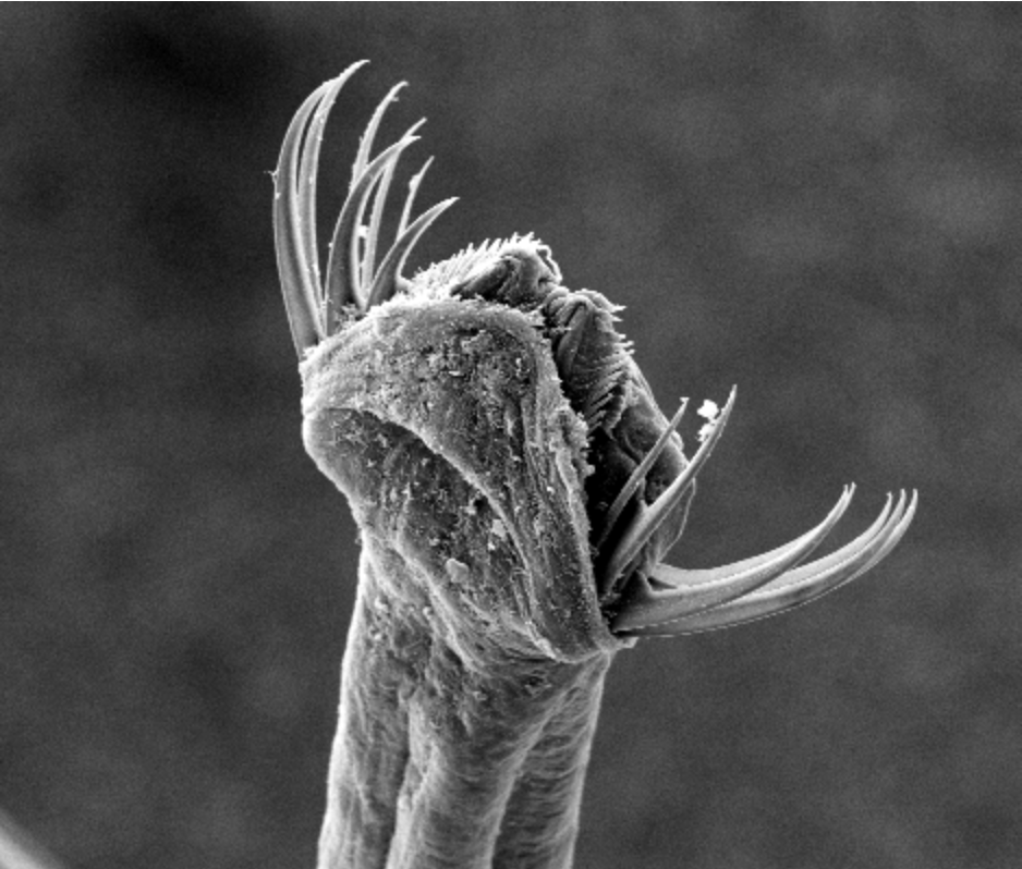 Filo Chaetognatha