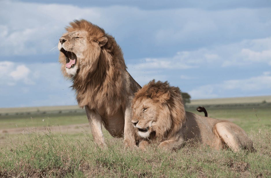 Predator Vs. Prey. an idea as a poem | by JP | Medium