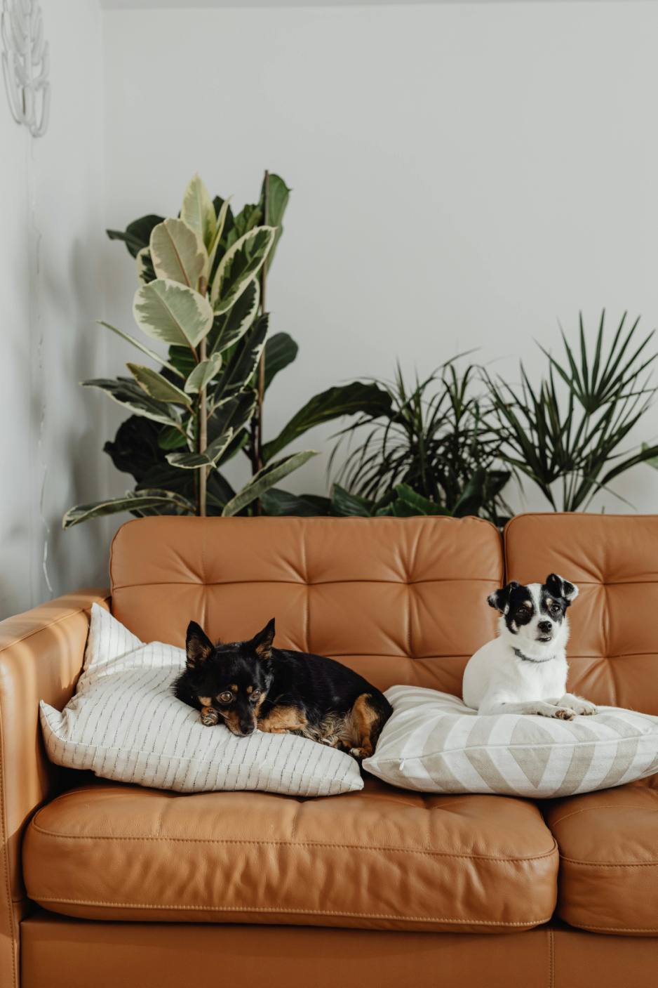 Creating a Relaxing Retreat Atmosphere in Overnight Dog Boarding ...