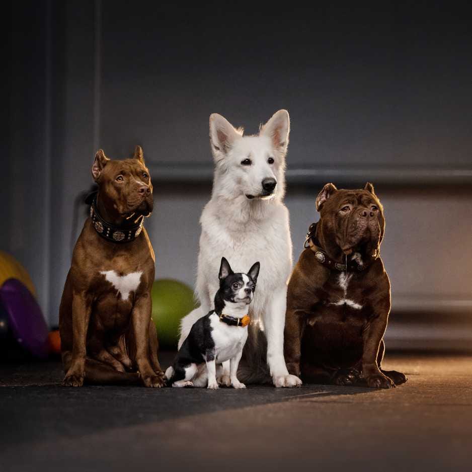 Top 20 Dog Breeds. Choosing a dog breed can be a… | by AR Writer | Sep ...