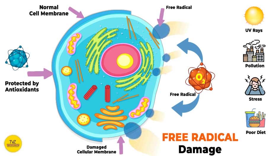 Understanding the Cellular Theory of Ageing - Trendvisionz - Medium
