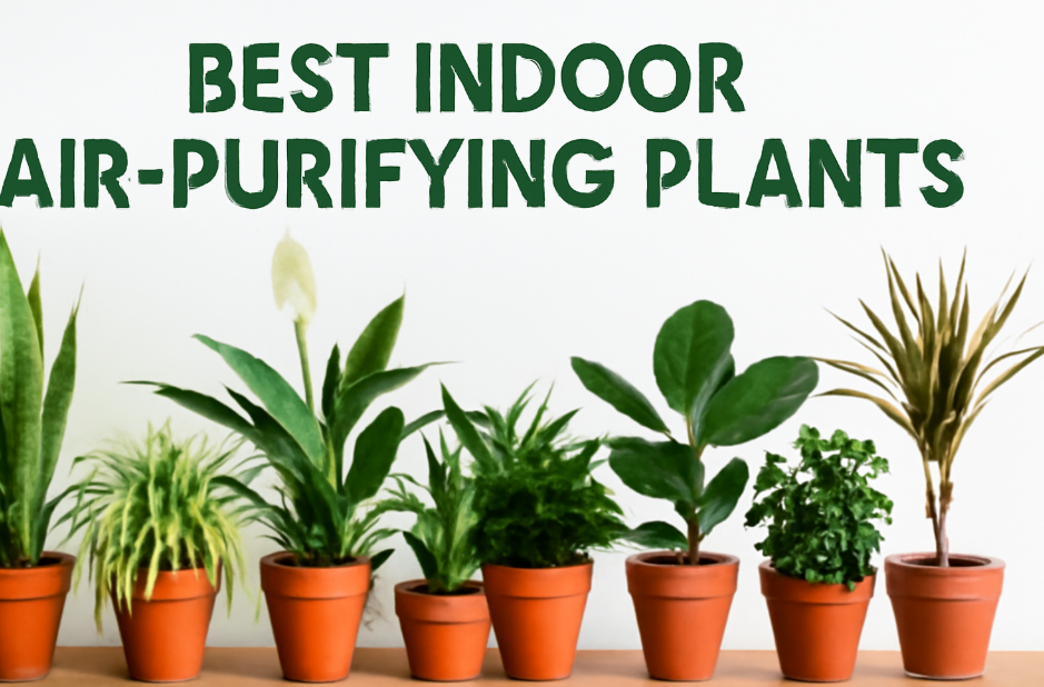 Top 8 Best Indoor Air Purifying Plants for Fresh Air | by Farm City ...