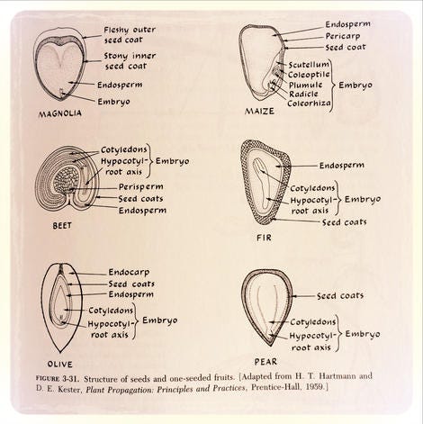 Maize Seed Structure