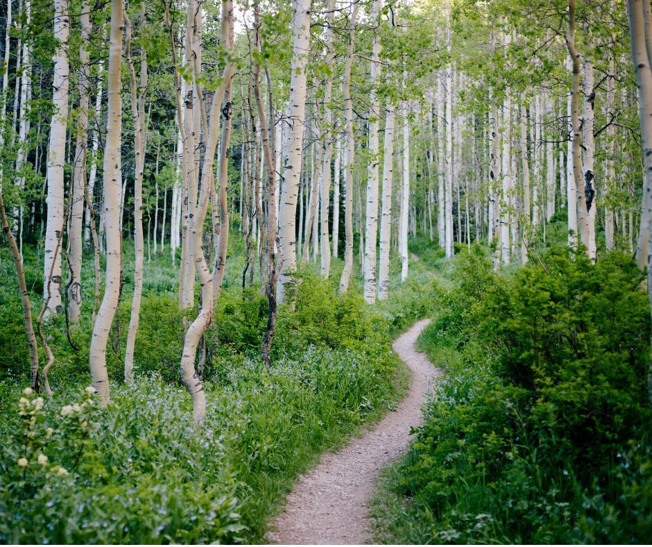 The Birch Tree. Symbol of Spring | by Genevieve Hopkins | Wheel & Cross ...