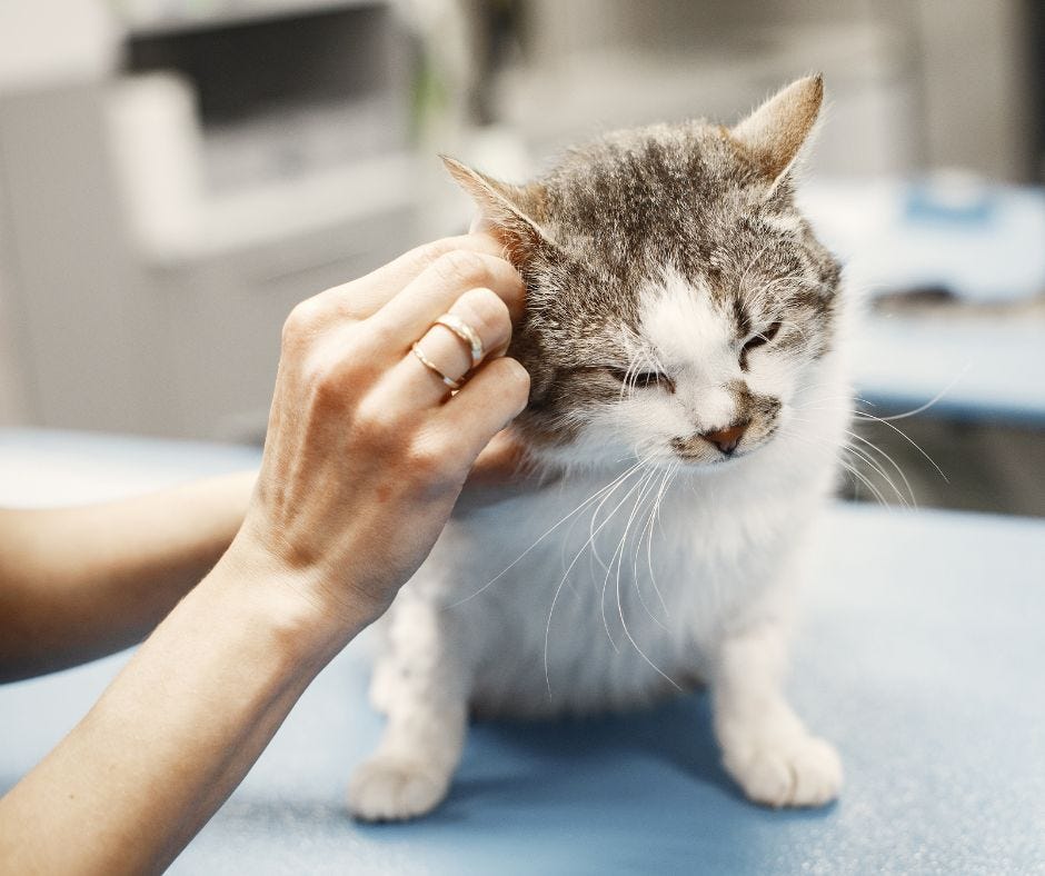 Ear Infections in Cats:. Causes, Symptoms & Treatments | by Shelley ...