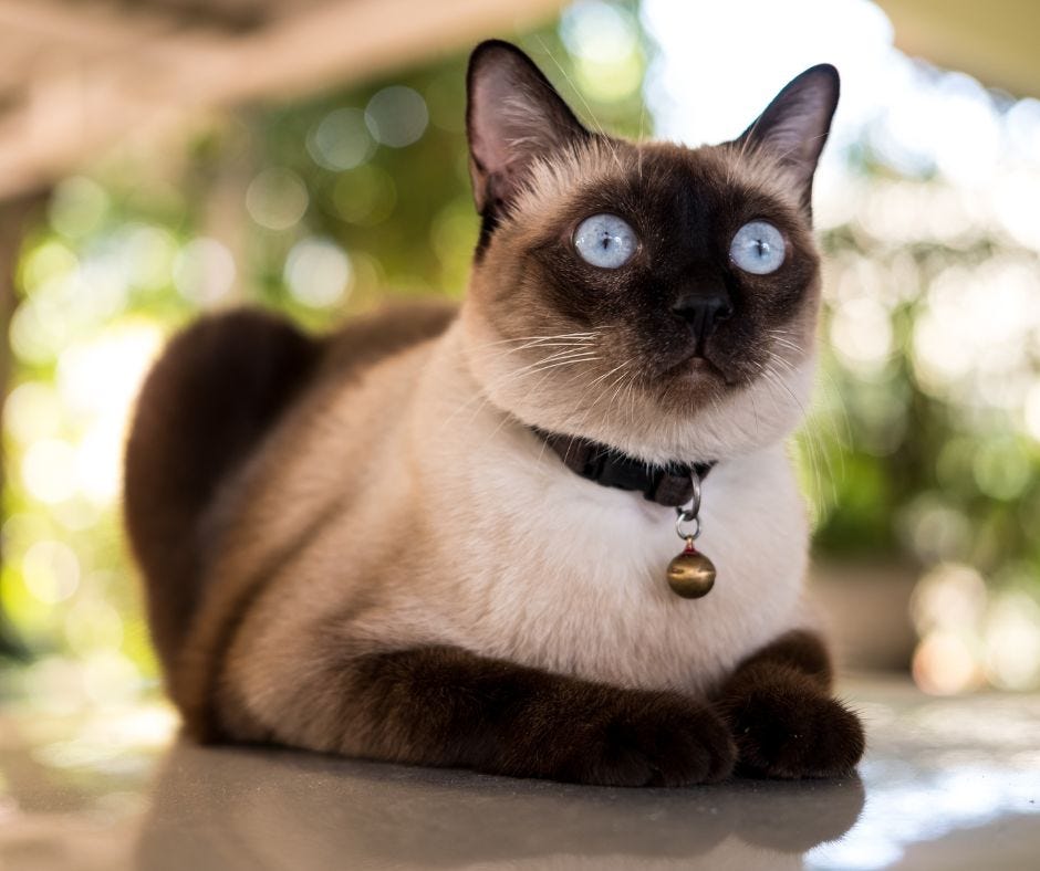 Our Cat Thought She Was A Dog - The Daily Cuppa - Medium