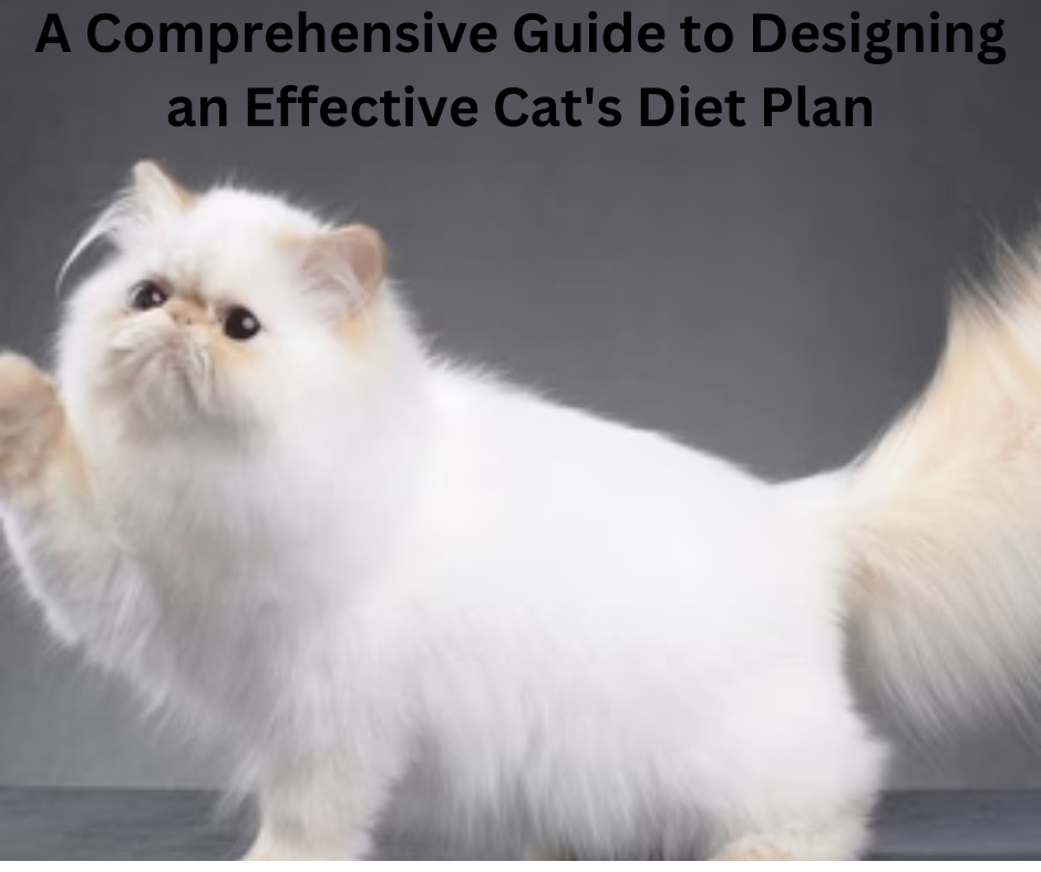 A Comprehensive Guide to Designing an Effective Cat’s Diet Plan | by ...
