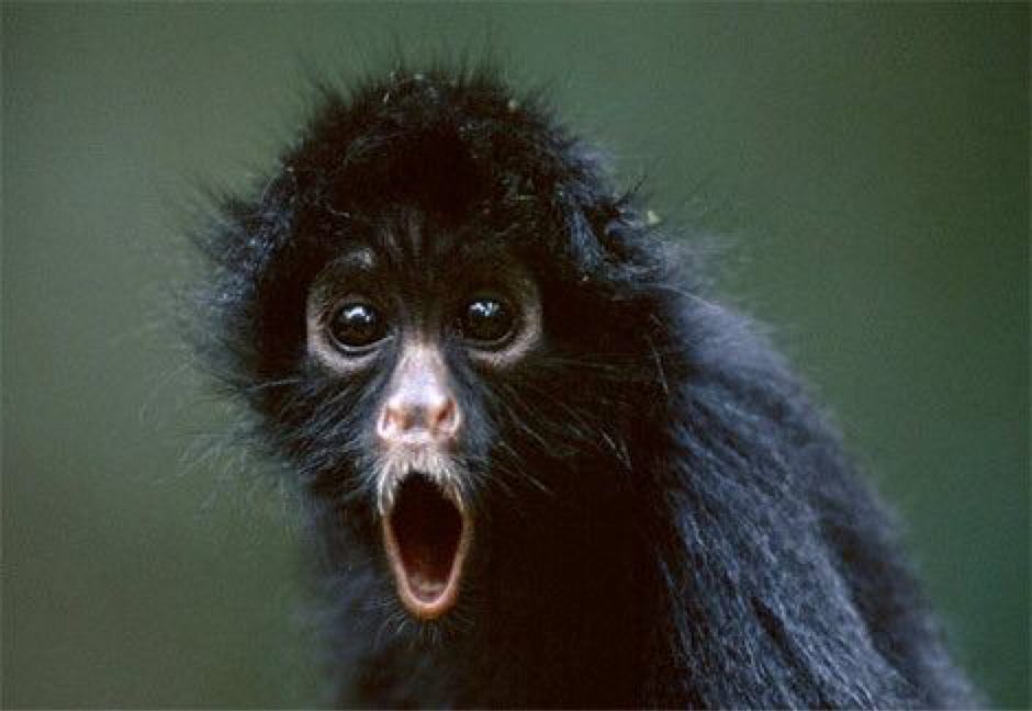 Whisper vs Yell. By Jesse Atwell | by Jesse Atwell | Jesse's Blog by ...