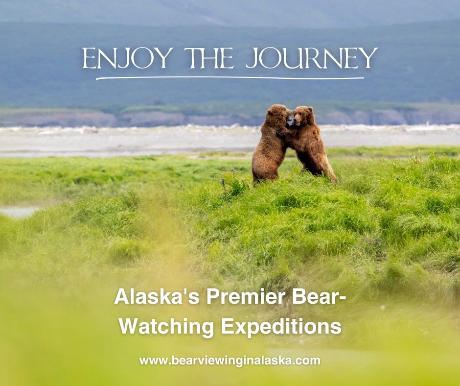 Safe Bear Review Tips at Alaska - Mel Erickson - Medium