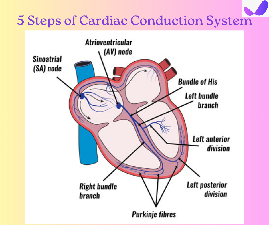 5 Steps of Cardiac Conduction System - Dixvlogslive - Medium