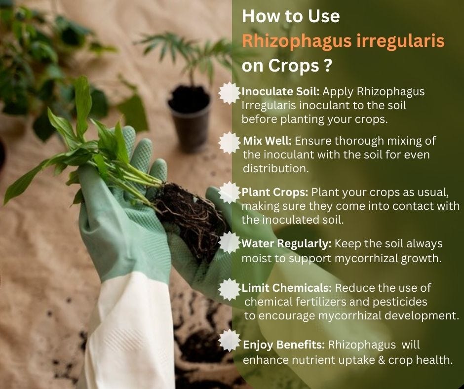 Boost Your Crop’s Health with Rhizophagus Irregularis! - Emma Brown ...