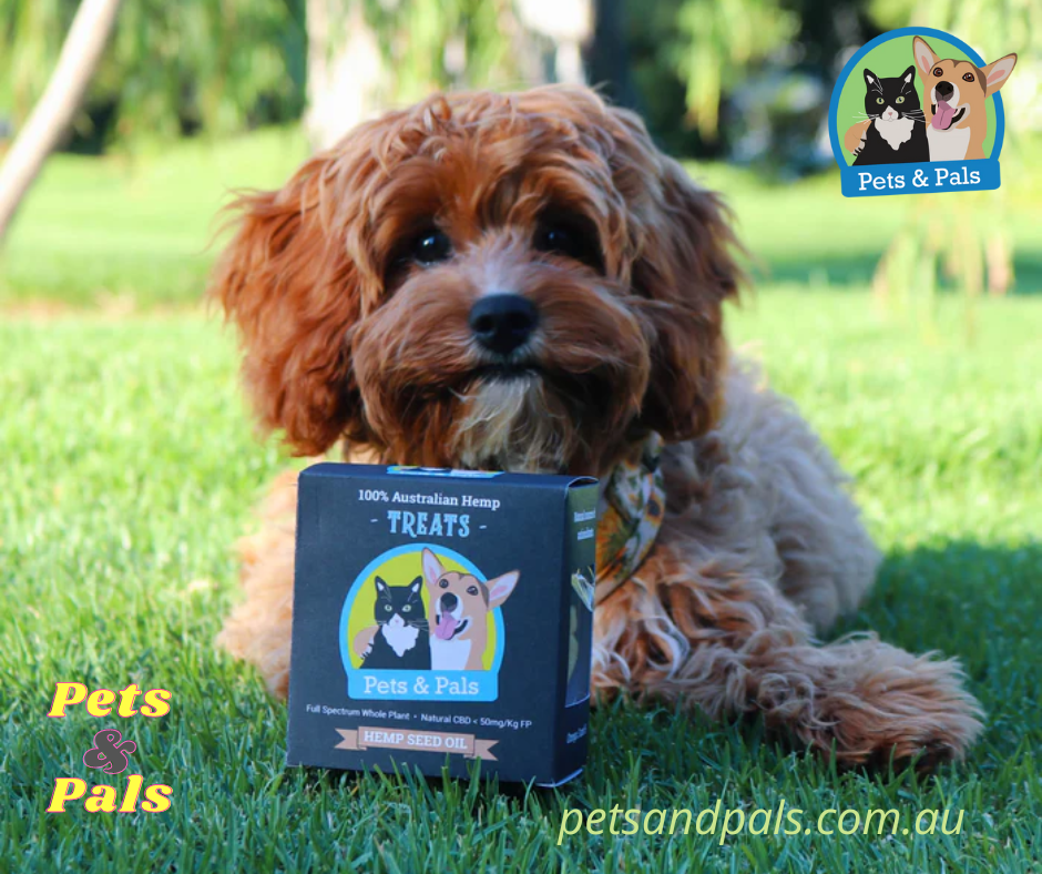 CBD for Dogs in Australia Brings Loads of Advantages Parts for Your Canine | by pets and pals ...