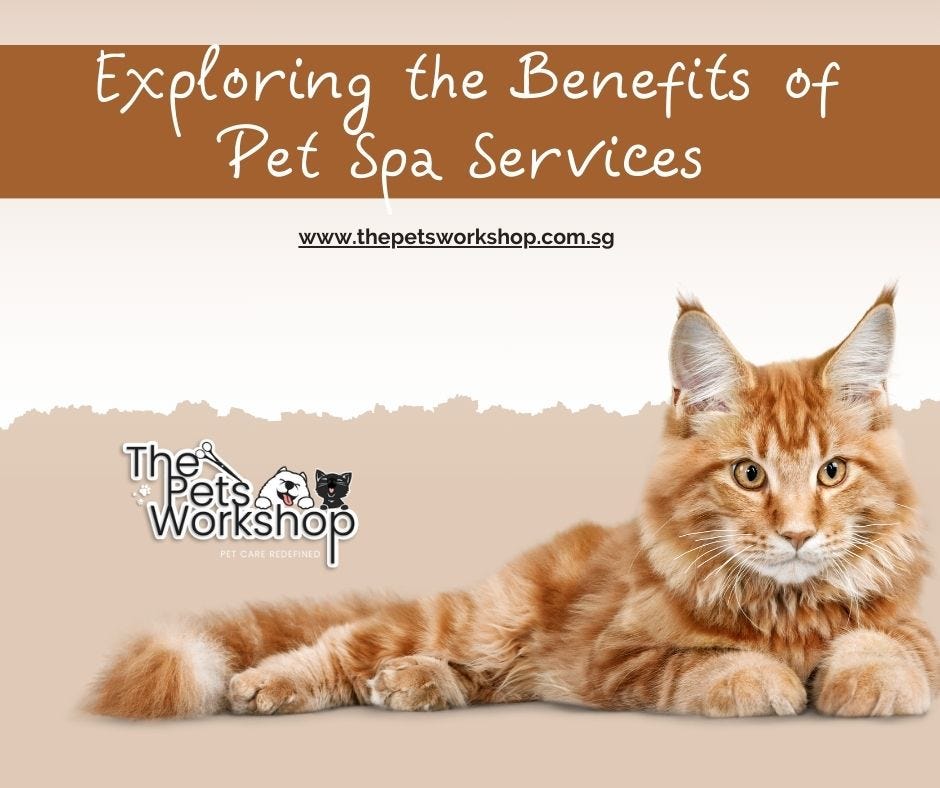 Benefits of Pet Spa Services for Dogs and Cats:- The Pets Workshop | by ...