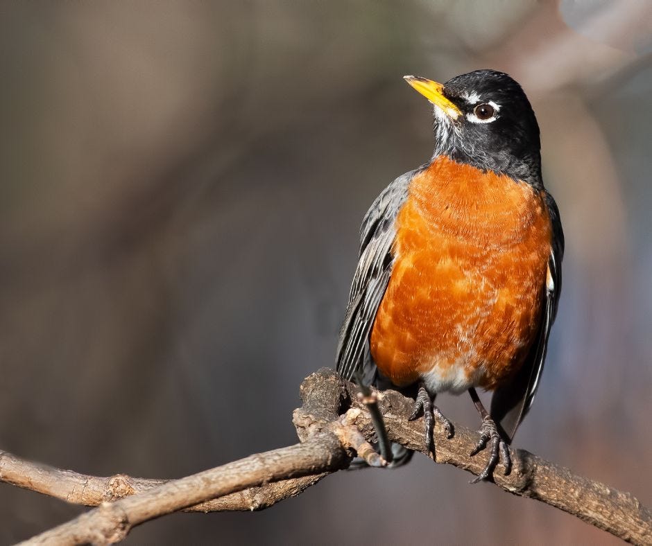 Did you know these fun facts about Robins? Check it out: Well, there ...