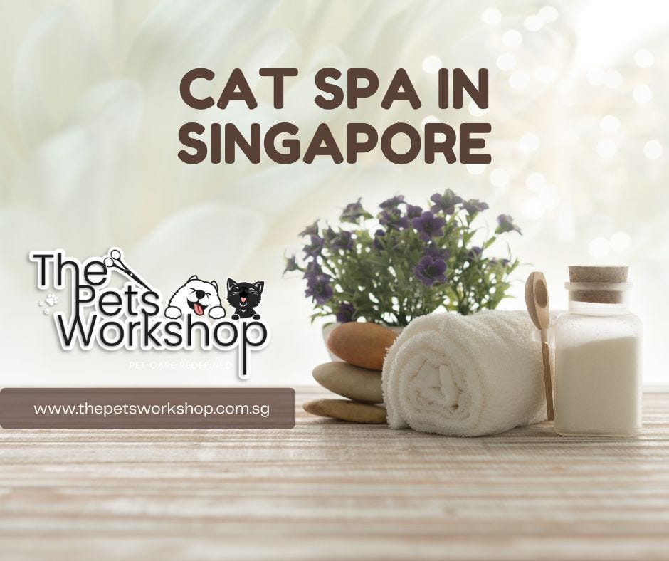 Best Cat grooming Spa Singapore — The Pets Workshop | by ...