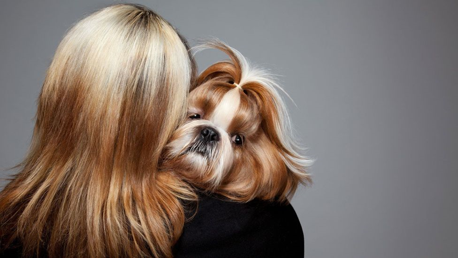 The Complete Beginner’s Guide on How to Choose a Dog Breed | by ...