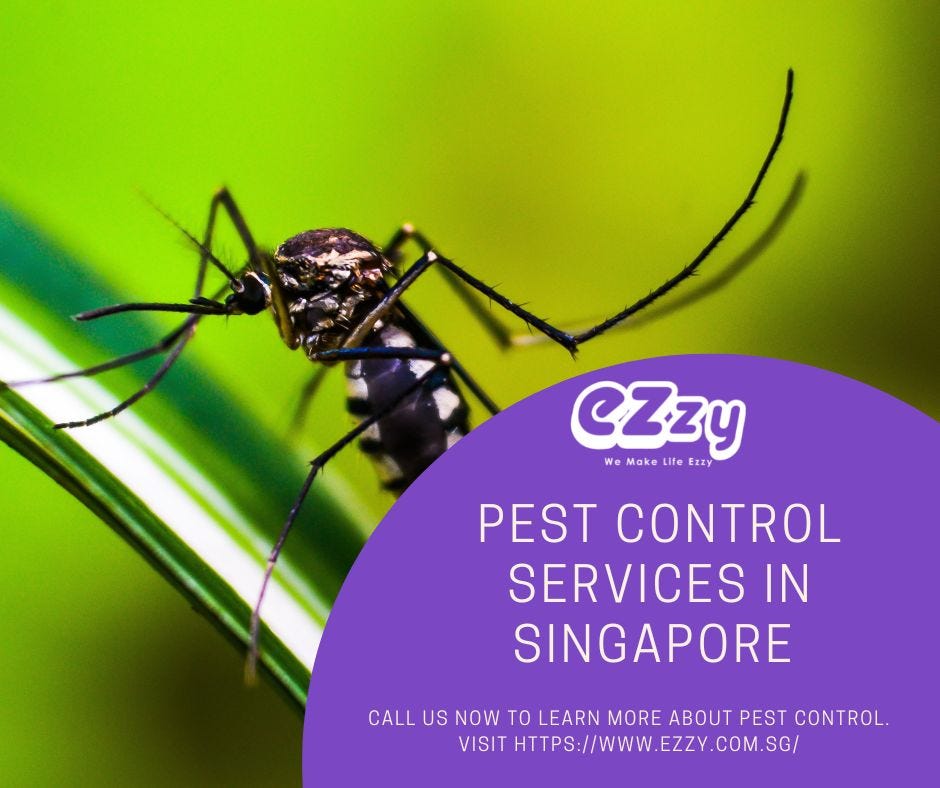Protect Against Dengue | Mosquito Pest Control Singapore | Ezzy - Ezzy Pest Control - Medium