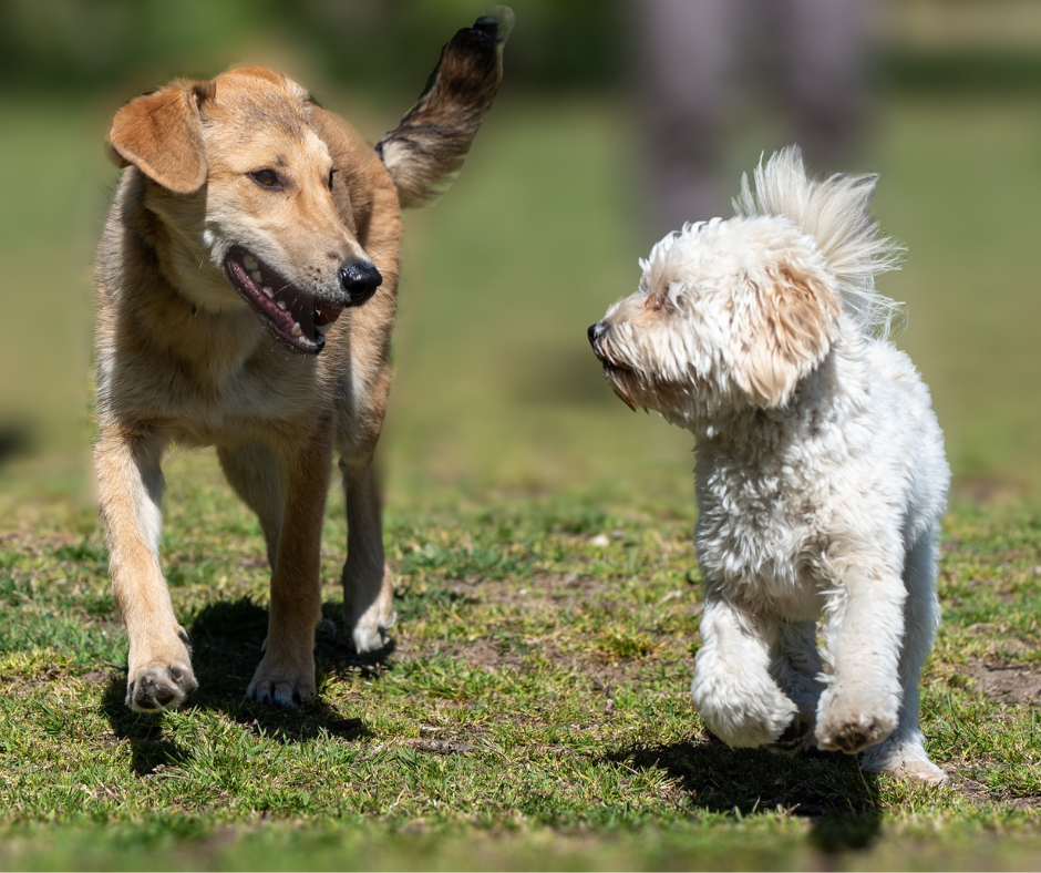 What Breed of Dog Should I Get?. Besides basic care, we often get asked ...