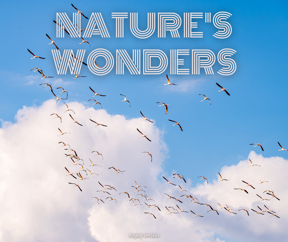 Nature’s Wonders. Finding Beauty in the Simple Things | by Najaf Imran ...