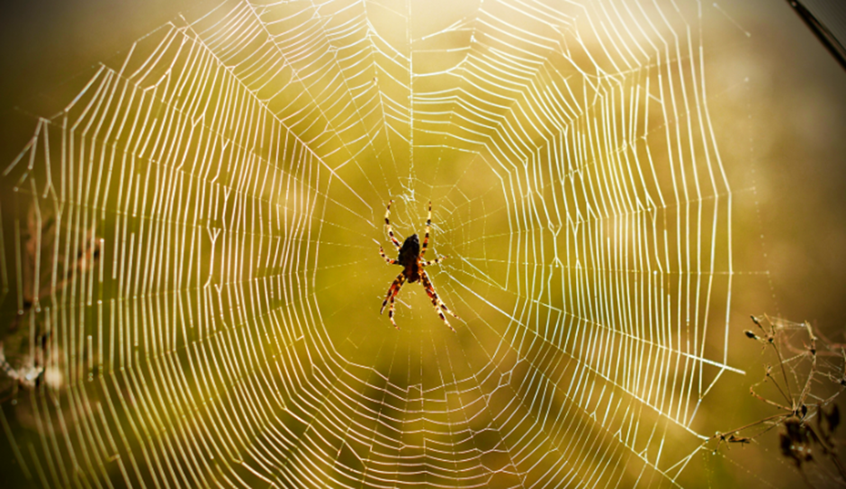 “Spiders: Master Architects and Philosophers of the Miniature World ...