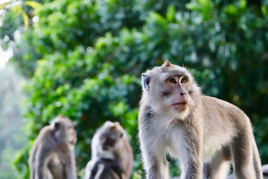 The Monkey Mind. This is a snapshot of my wandering mind… | by Olivia S ...