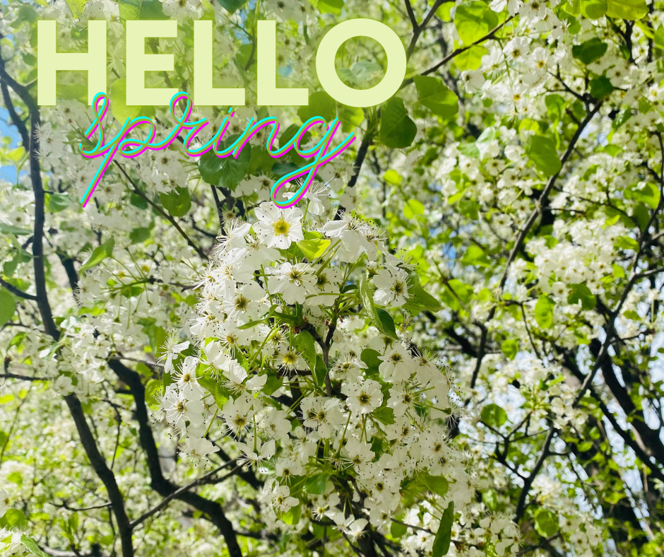 Spring in Full Bloom, Too Soon. Early spring too blossomy to tell if ...
