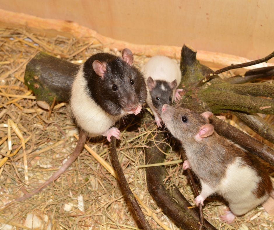 The Gump Wildlife Experts - Thegumpwildlifeexperts - Medium