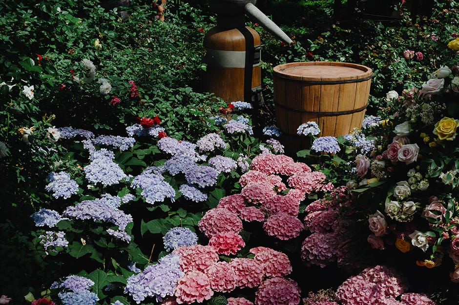 POSITIVITY & NEGATIVITY : YOUR GARDEN OF CHOICE | by Kim M. Brouillette ...