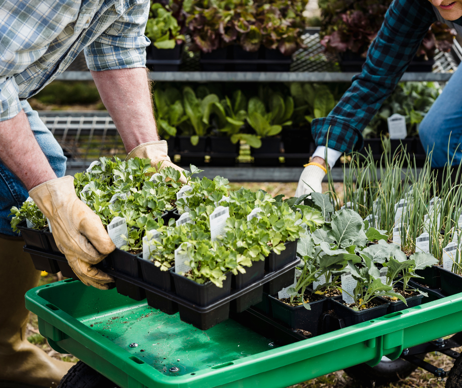 The Complete Beginner’s Guide to Choosing the Right Bio Organic Plant ...
