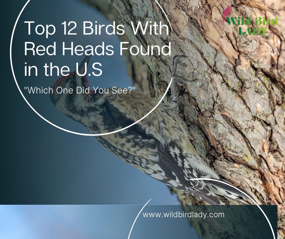 The Red-Headed Birds I Never Forget — #7 Took My Breath Away | by Bird ...