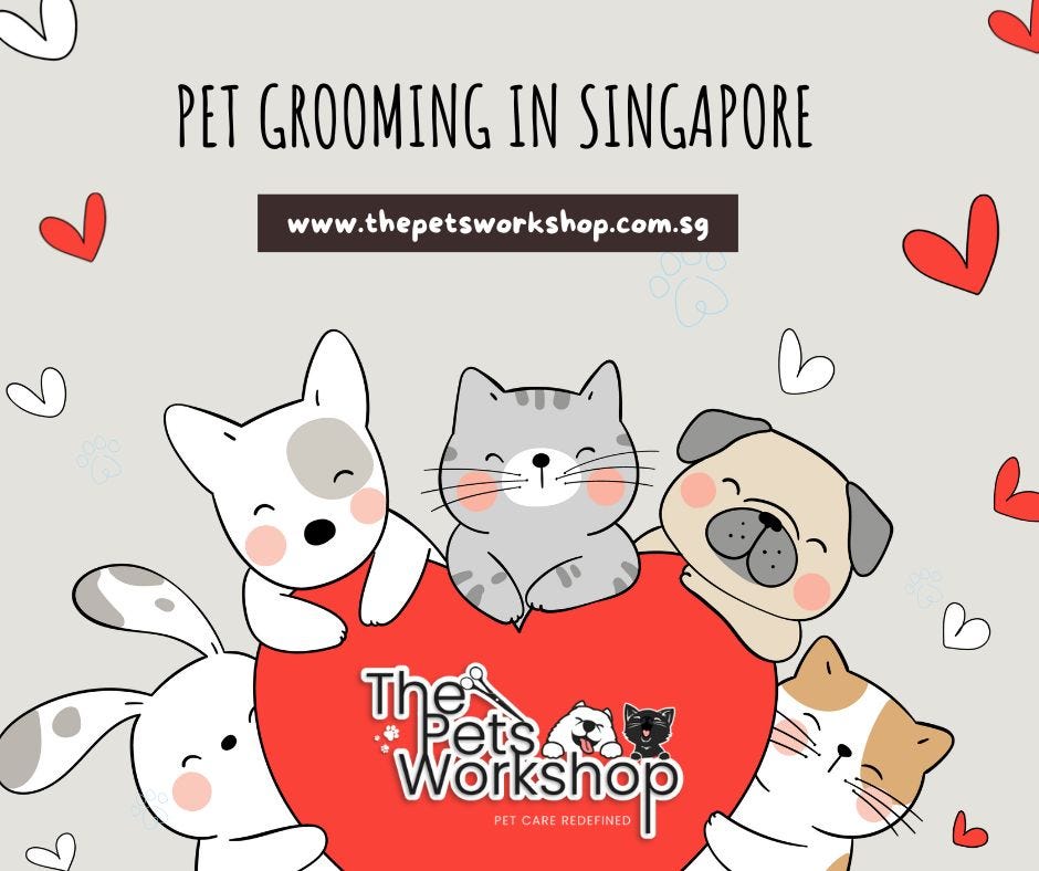 Affordable Pet Grooming Singapore — The Pets Workshop | by Thepetsworkshop | Jul, 2023 | Medium